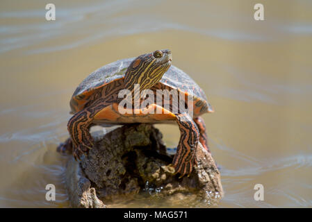 Big Bend Slider, (Trachemys gaigeae gaigeae), basking at Bosque del ...