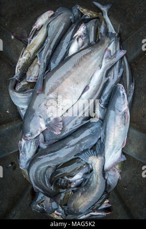 Barrel of blue catfish on the Potomac River near Fort Washington ...