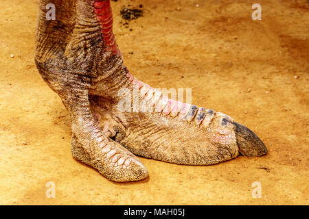 Common Ostrich (Struthio camelus) foot Stock Photo - Alamy