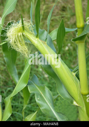 Maize or Corn female inflorescence (Zea mays), Poaceae. Detail Stock ...