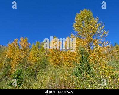 Coldwater Lake Loop Trail in WA Stock Photo - Alamy