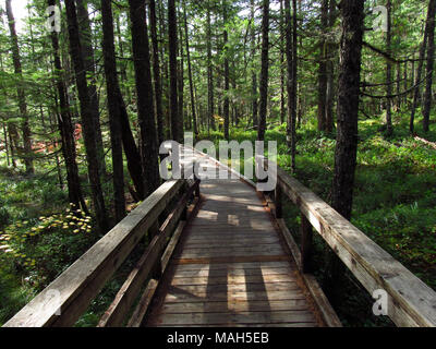 Trail of Two Forests in WA Stock Photo - Alamy