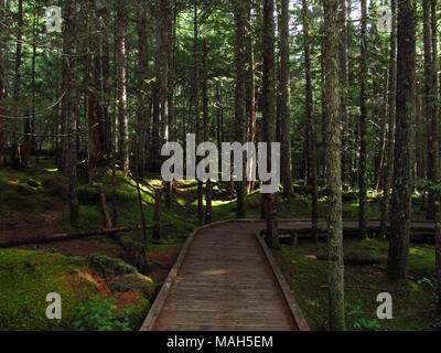 Trail of Two Forests in WA Stock Photo - Alamy
