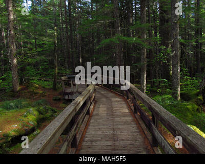 Trail of Two Forests in WA Stock Photo - Alamy
