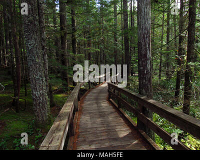 Trail of Two Forests in WA Stock Photo - Alamy