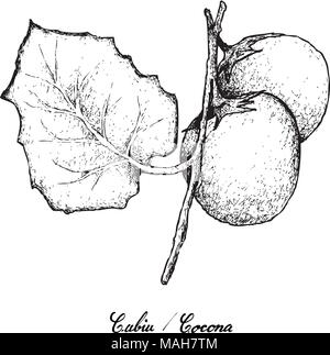 Cocona exotic fruit of tropical tree isolated sketch. Ripe orange ...