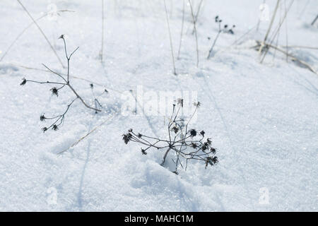 Dry flowers cowered with snow, winter natural background photo Stock ...
