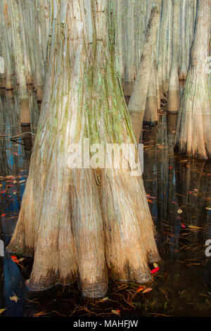 Autumn cypress swamp forest with standing dark water, tree trunks ...