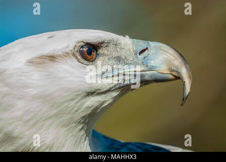 pale bellied sea eagle, Queensland, Australia Stock Photo - Alamy
