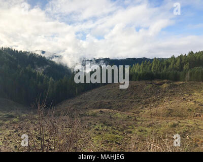 Clear cut logging in Oregon Stock Photo: 82856852 - Alamy