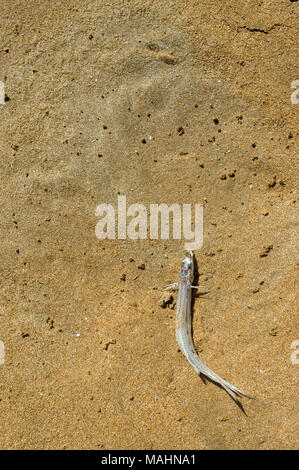 Dead fish out of water Stock Photo - Alamy