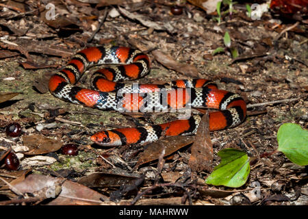 A coiled scarlet snake, Cemophora coccinea Stock Photo - Alamy
