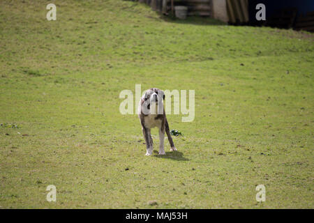 A mastiff is barking Stock Photo - Alamy