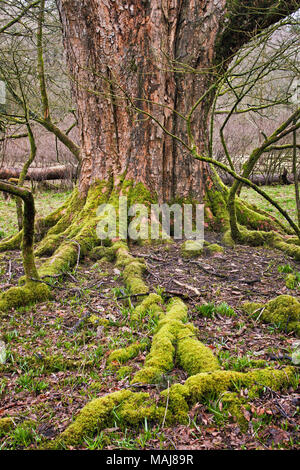 A moss-covered tree at Abbeystead Stock Photo - Alamy