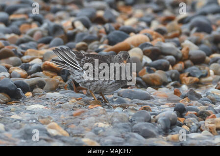 Bathing Purple Sandpiper, Calidris maritima, Raufarhofn, Iceland Stock ...
