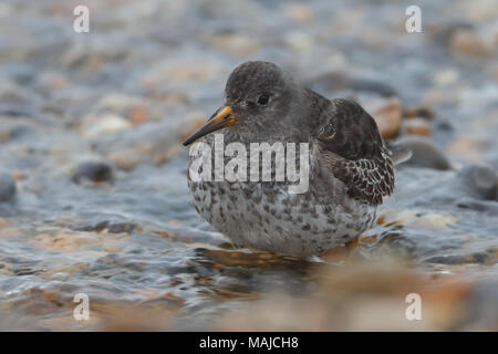 Bathing Purple Sandpiper, Calidris maritima, Raufarhofn, Iceland Stock ...