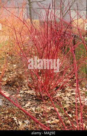 Fortune Green in West Hampstead, Camden, London Stock Photo - Alamy