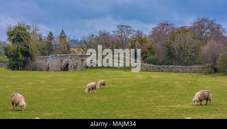 Middleham Bridge over the river Ure Lower Wensleydale Yorkshire Dales ...