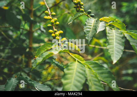 Cultivated local coffe plantage. Branch with green coffee beans and ...