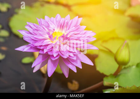 Purple lotus flower growing upright Stock Photo - Alamy