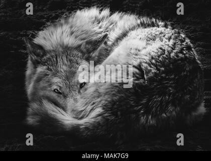 wolf curled up Stock Photo - Alamy