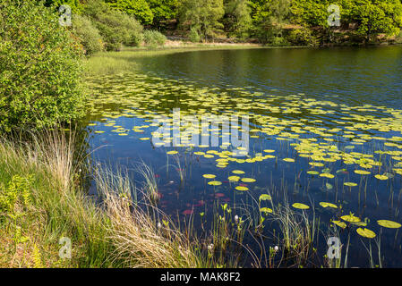 Water lily leaves on Llyn Barfog Aberdovey Gwynedd Wales Cymru UK GB ...