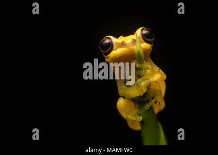 A clown tree frog (Dendropsophus) from the Peruvian jungle. These very ...