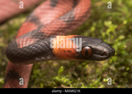 A red vine snake (Siphlophis compressus) from the Peruvian Jungle Stock ...