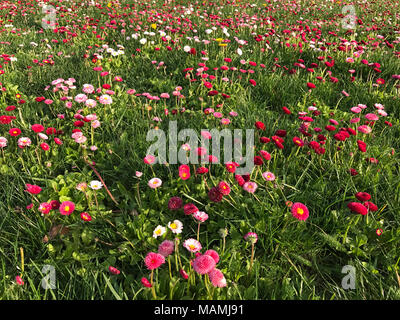 Wildflowers in Vancouver, WA Stock Photo - Alamy