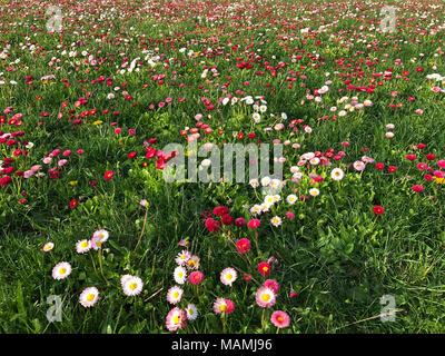 Wildflowers in Vancouver, WA Stock Photo - Alamy