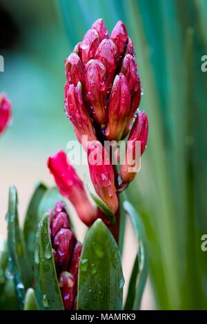 A stunning red Hyacinth (Hyacinthus orientalis Stock Photo - Alamy