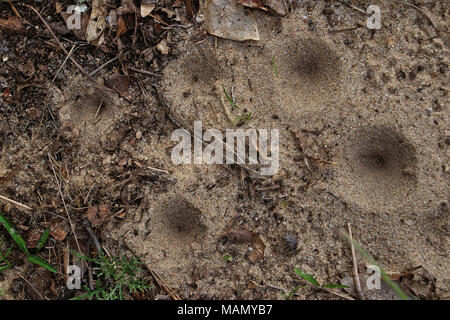 Doodle bug holes in sandy loam Stock Photo - Alamy