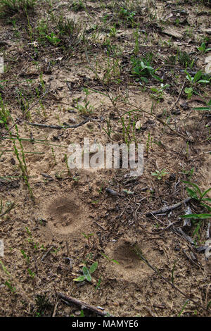 Doodle bug holes in sandy loam Stock Photo - Alamy