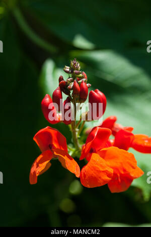 Scarlet Runner Bean, Rosenböna (Phaseolus coccineus Stock Photo - Alamy