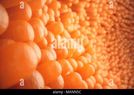 Illustration of stomach anatomy and intestinal villi Stock Photo - Alamy