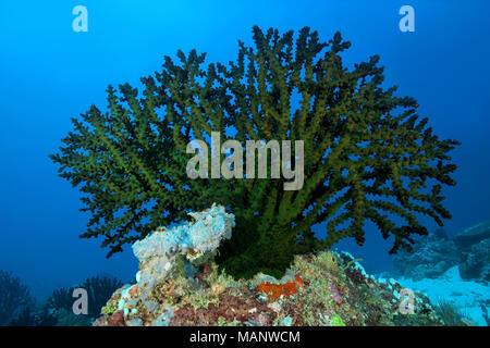 Green black sun coral (Tubastrea micranthus) . Aliwal Shoal Dive Site ...