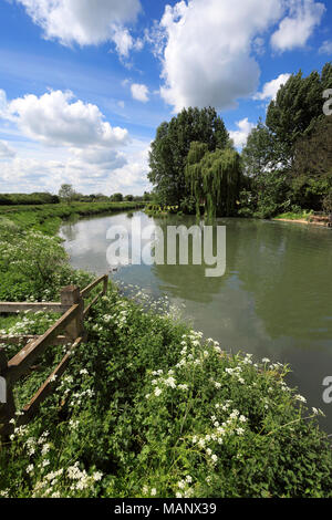 The Riddy nature reserve, river Ivel, Sandy town, Bedfordshire, England ...
