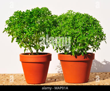 Manjericos (basil), a popular gift during the Santo Antonio festivities ...