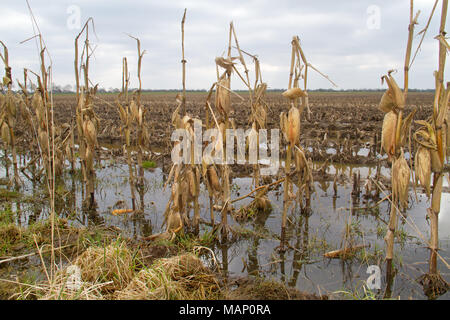 Row crop corn field with puddles of standing water from flooding ...