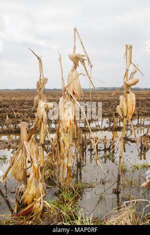 Row crop corn field with puddles of standing water from flooding ...