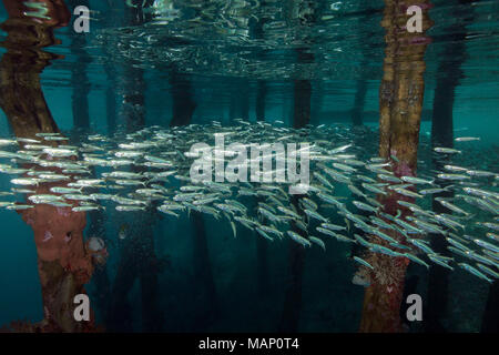 Life under jetty. Picture was taken in the Ceram sea, Raja Ampat, West ...