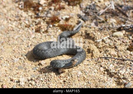 European adder (Rare dark blue form! Stock Photo - Alamy