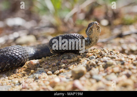 European adder (Rare dark blue form! Stock Photo - Alamy