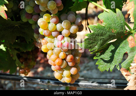 Moscatel Roxo (purple-pink muscat) grape variety. Vila Nogueira de ...