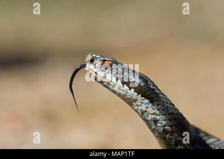 European adder (Rare dark blue form! Stock Photo - Alamy