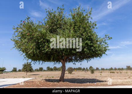 Olive trees in the middle of the Sahara Desert, near Tznit, Morocco ...