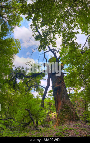Old broken tree trunk with dry boughs Stock Photo - Alamy