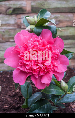 Red camellia semi-double form cultivar plant in the garden. Japanese ...