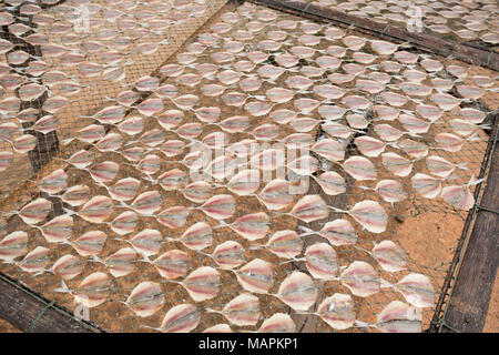 Mackerel, fish dried from sunlight , food in Thailand Stock Photo - Alamy