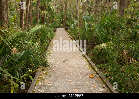 Biodiversity Loop boardwalk, Enchanted Forest Sanctuary, Florida Stock ...